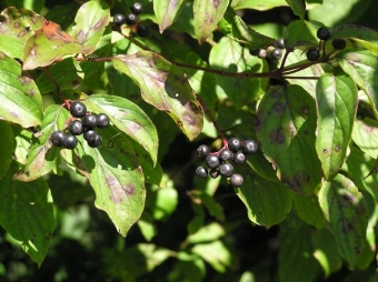 Rdeči dren | Rastlina | Life Habitats