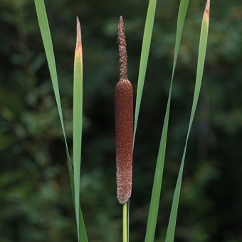 Širokolistni rogoz | Rastlina | Life Habitats