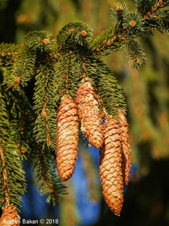 Navadna smreka | Rastlina | Life Habitats