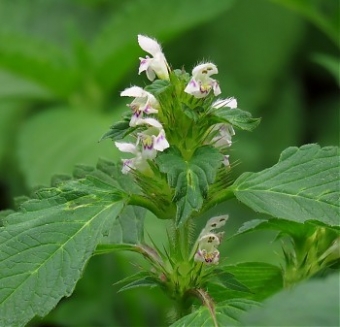 Common hemp-nettle | Plants | Life Habitats