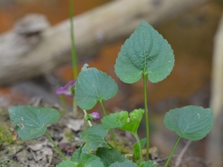 Dišeča vijolica | Rastlina | Life Habitats