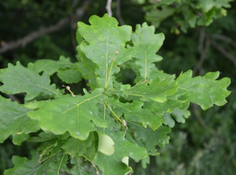 Hrast dob | Rastlina | Life Habitats