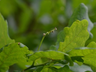 Hrast dob | Rastlina | Life Habitats