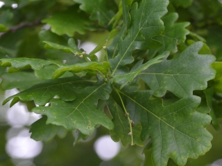 Hrast dob | Rastlina | Life Habitats