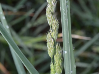 Navadna pasja trava | Rastlina | Life Habitats