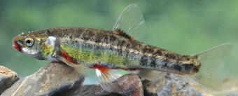 Pisanec | Žival | Life Habitats