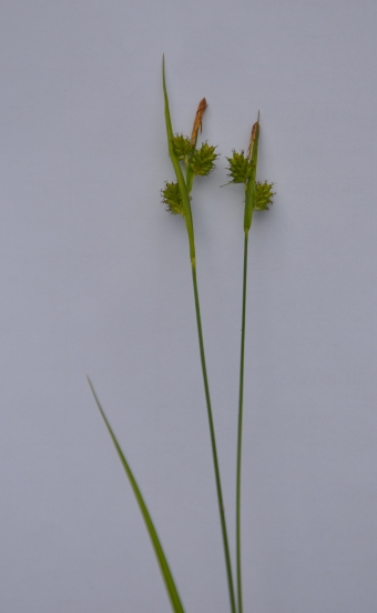 Rumeni šaš | Rastlina | Life Habitats